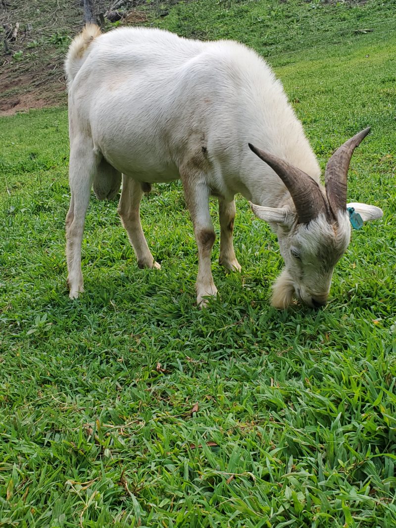 Kiko Goats